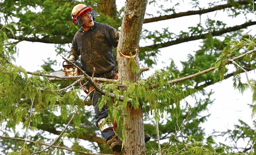 Professional Tree Services in Leesburg, GA | Harper Tree Service